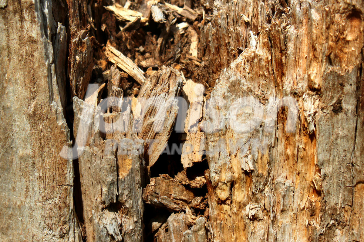 What Attracts Termites? Tackling 5 Major Lures!