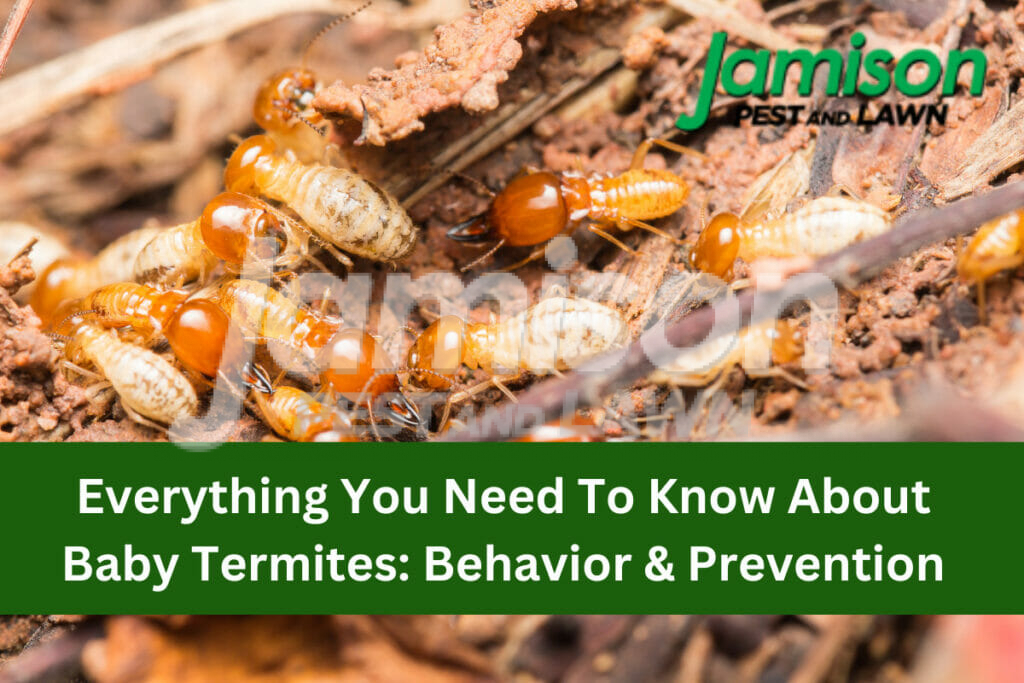 Everything You Need To Know About Baby Termites