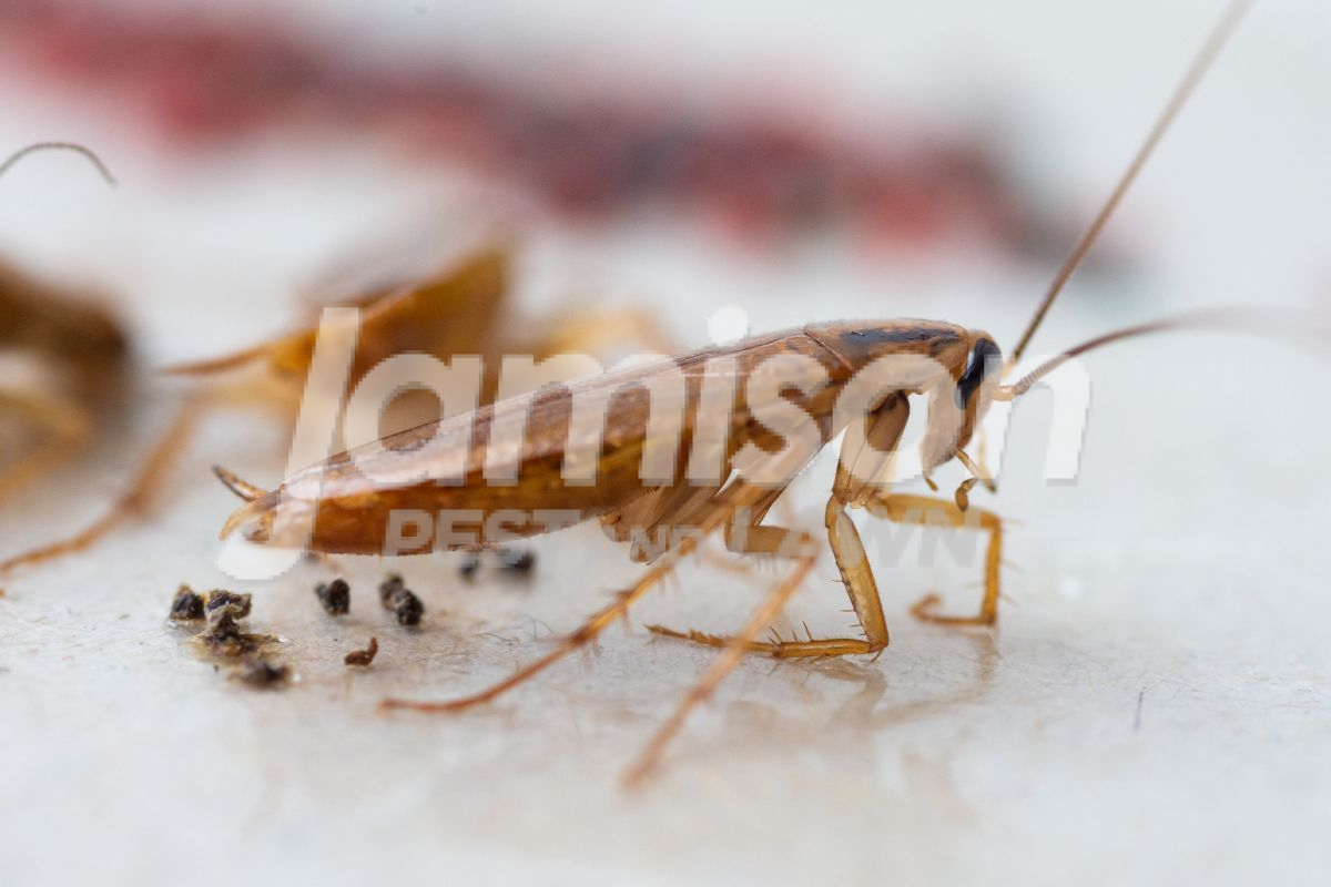 A Guide To Getting Rid Of German Cockroaches In Your Kitchen