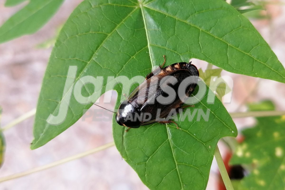 10 Types Of Roaches All Homeowners Should Know About