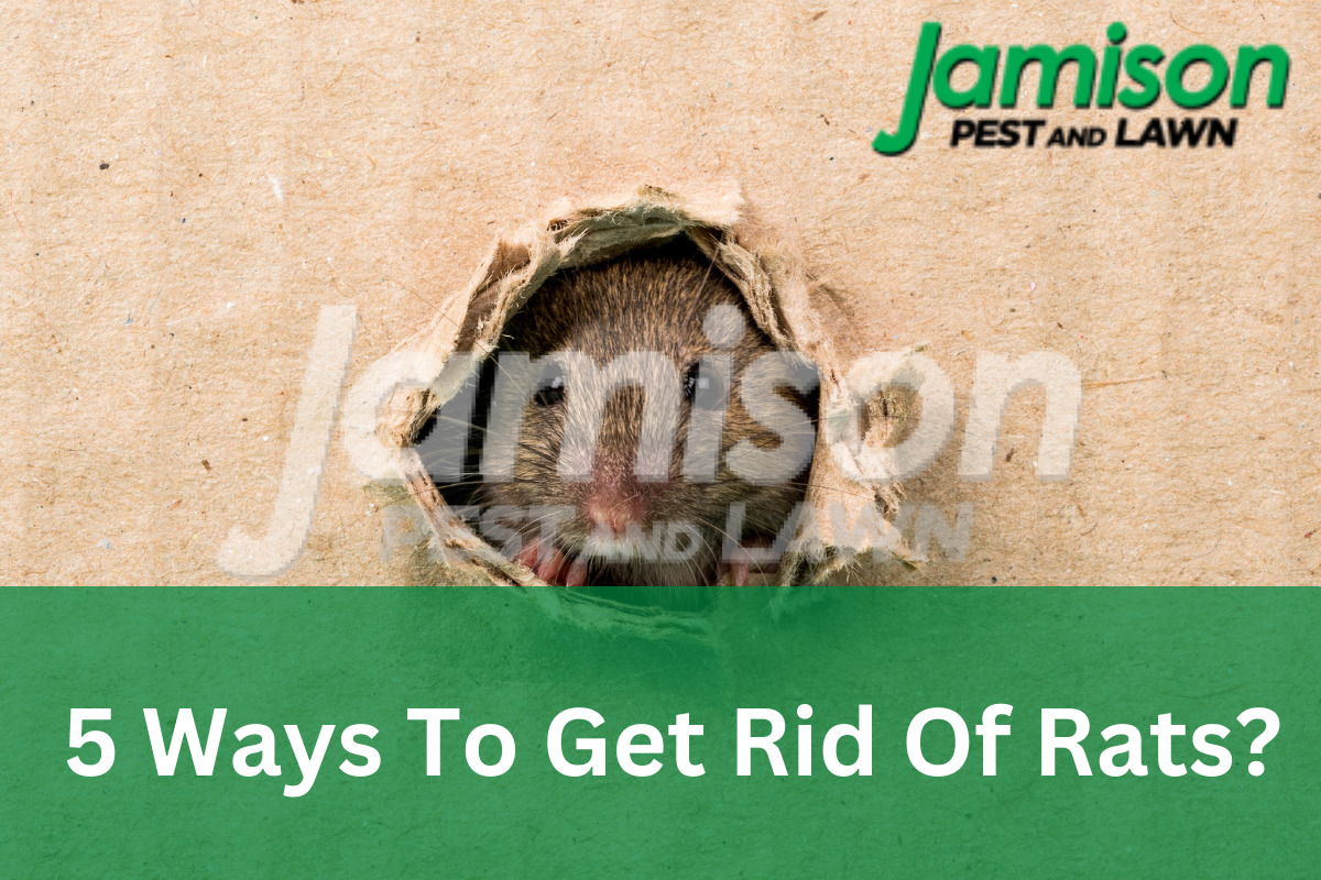 5 Fast Ways To Get Rid Of Rats In Your Home