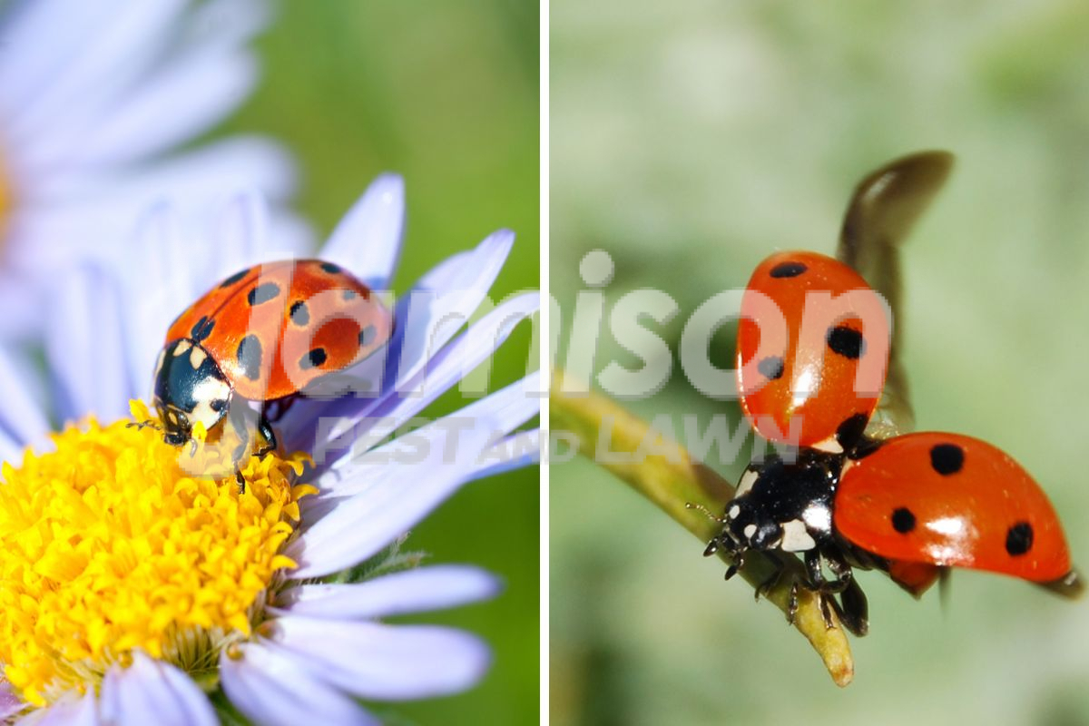 Why Are There So Many Ladybugs & How To Get Rid Of Them