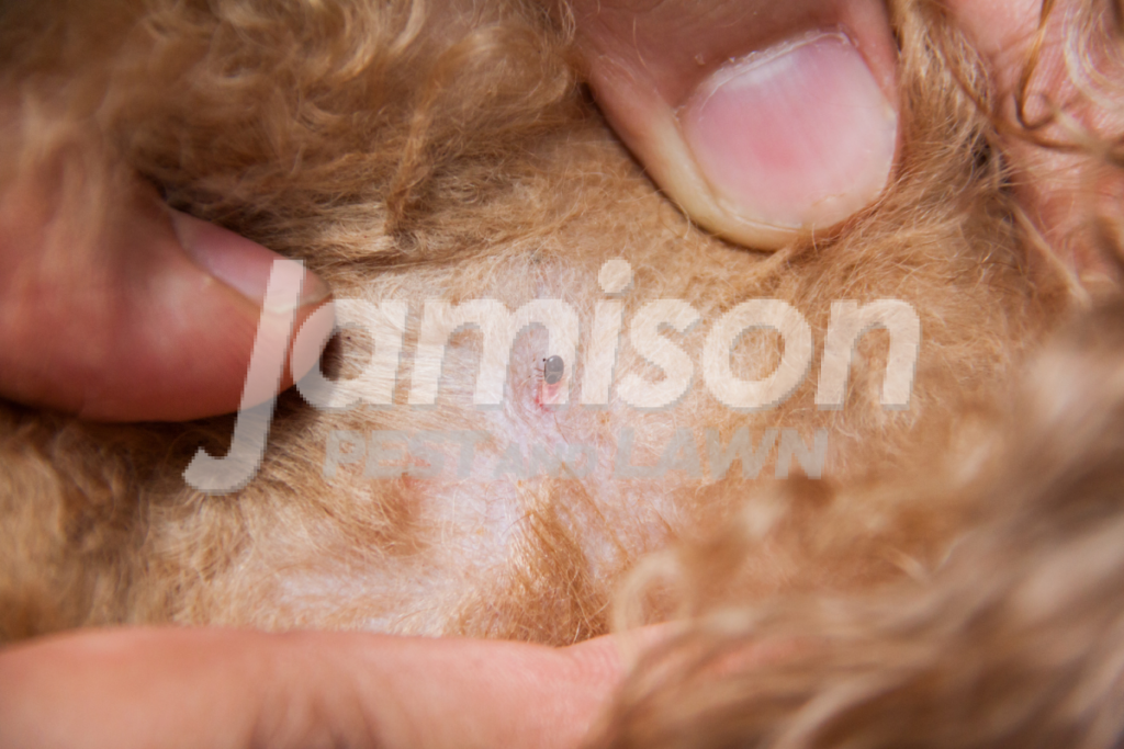 A Pet Owner's Guide to Common Pests Found On Dogs