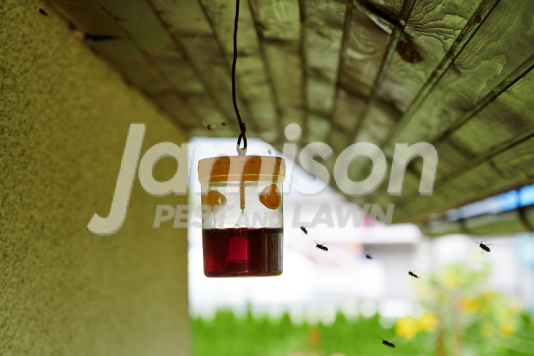 What Are Wasp Traps and How Do You Make One?