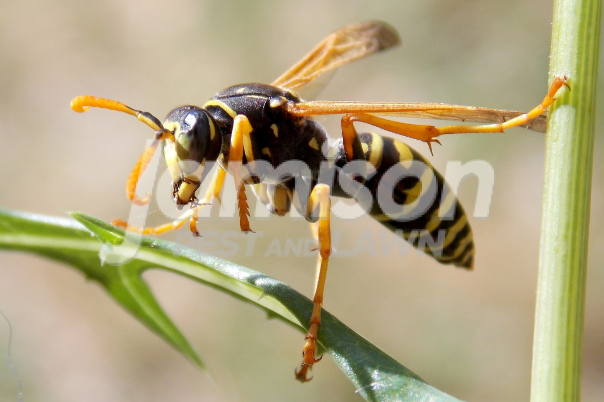 What Are Wasp Traps And How Do You Make One?