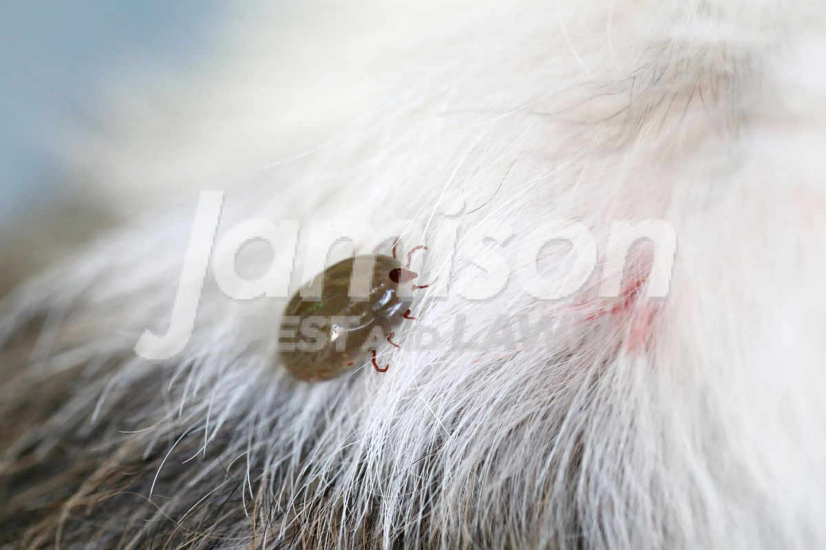 How Long Can Ticks Live In A House?