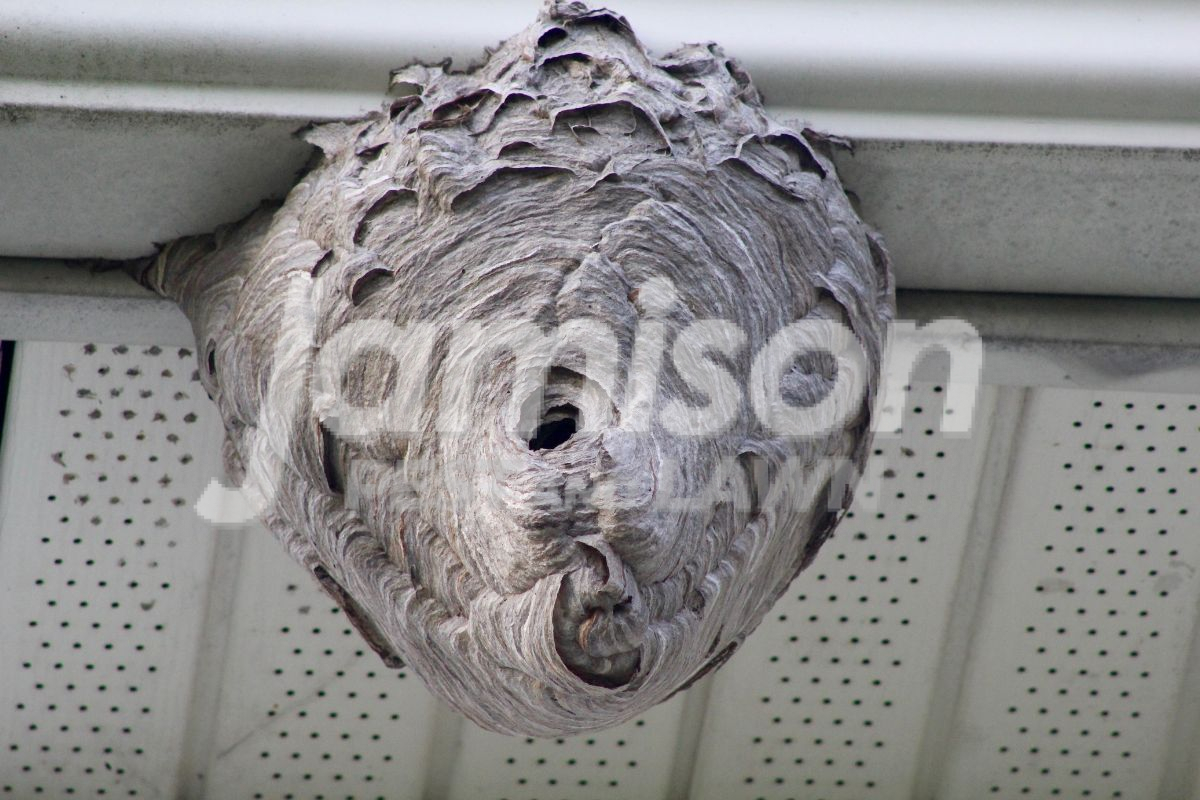 How To Get Rid Of Wasp Nests & When To Call Pros