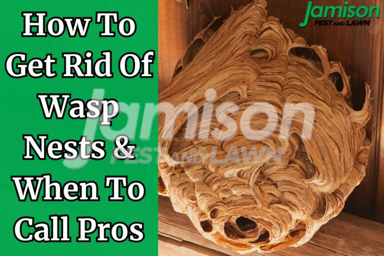 How To Get Rid Of Wasp Nests & When To Call Pros