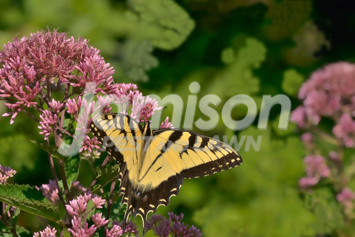 Best Plants for Managing Roof Runoff in Your Garden