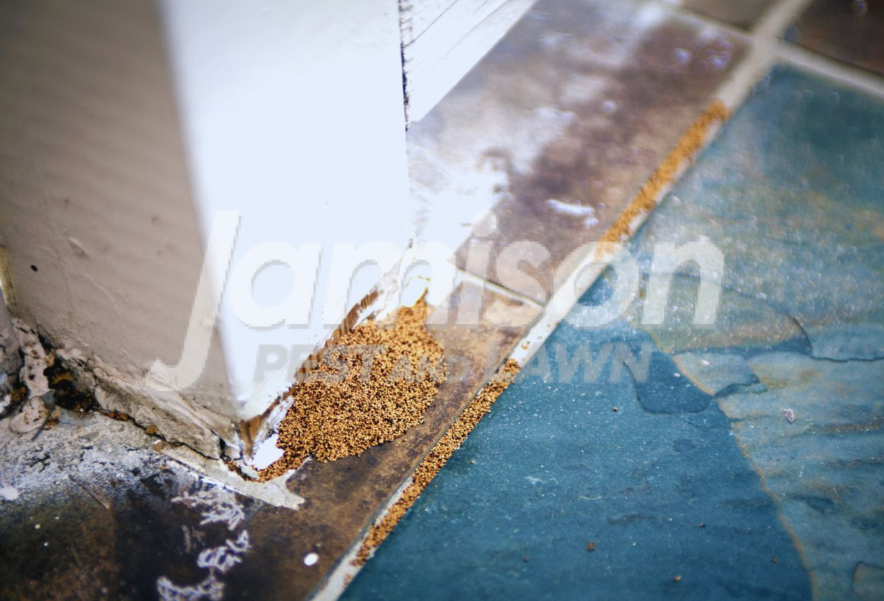 How Do You Get Termites In Your Home?