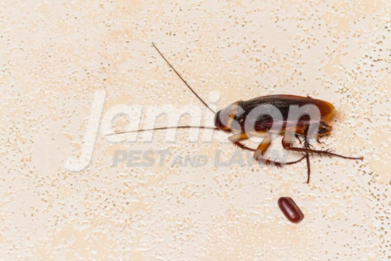 Why Shouldn't You Kill Roaches In Your House