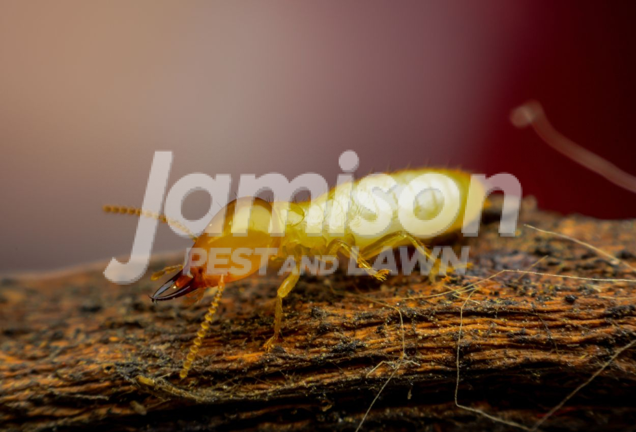 All About Formosan Termites (The Deadliest Subterranean)