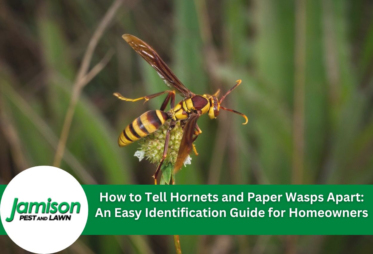 How to Tell Hornets and Paper Wasps Apart: An Easy Identification Guide for Homeowners
