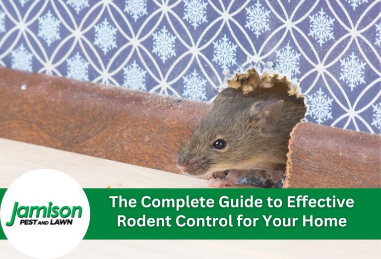 Best Rodent Control Methods for Effective Pest Prevention