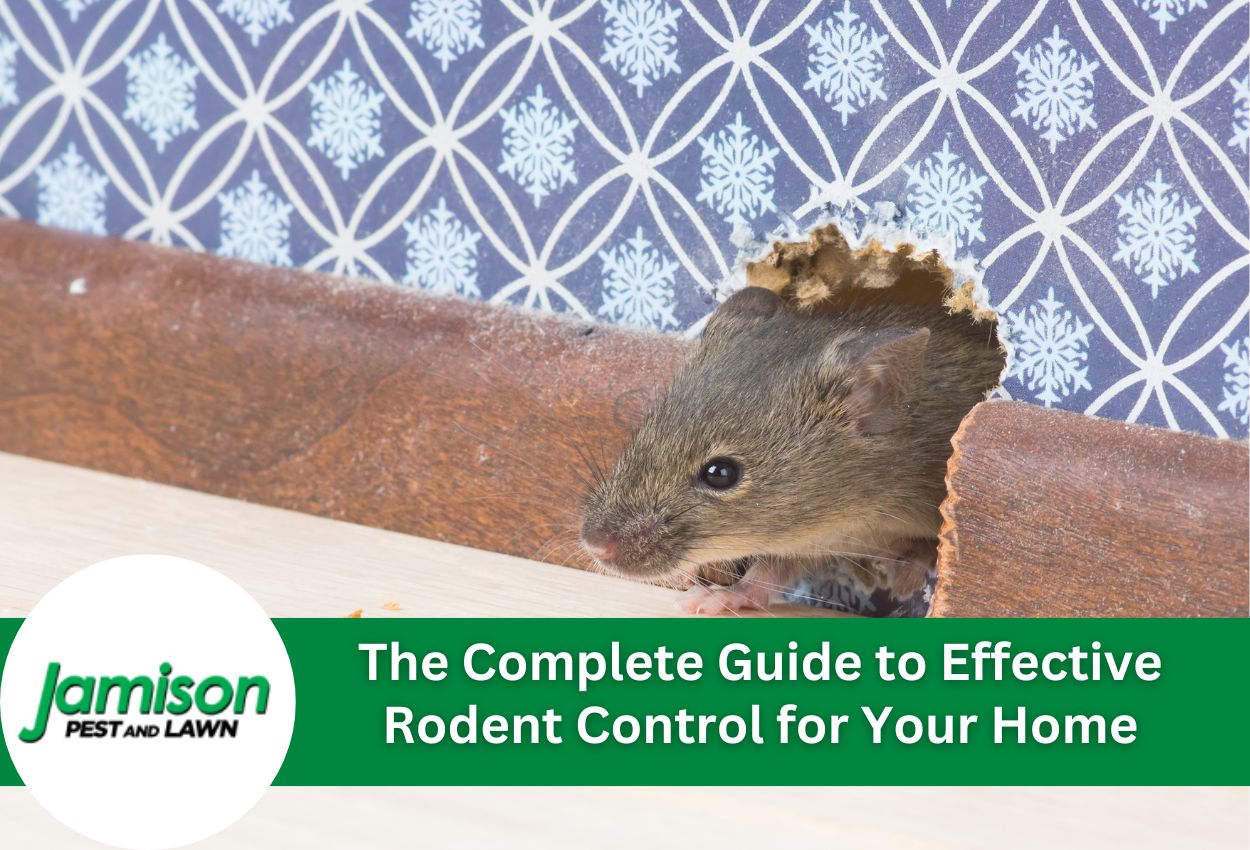 Best Rodent Control Methods for Effective Pest Prevention